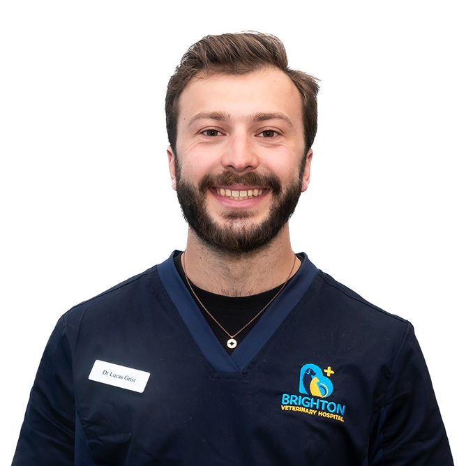 Our Team - Brighton Veterinary Hospital