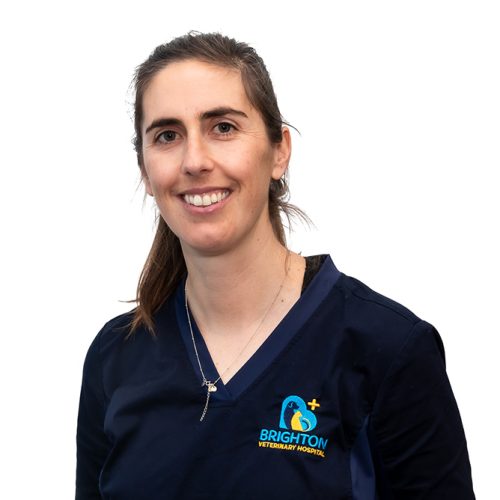 Brighton Veterinary Hospital: Vet surgery | Animal hospital - Brighton, SA