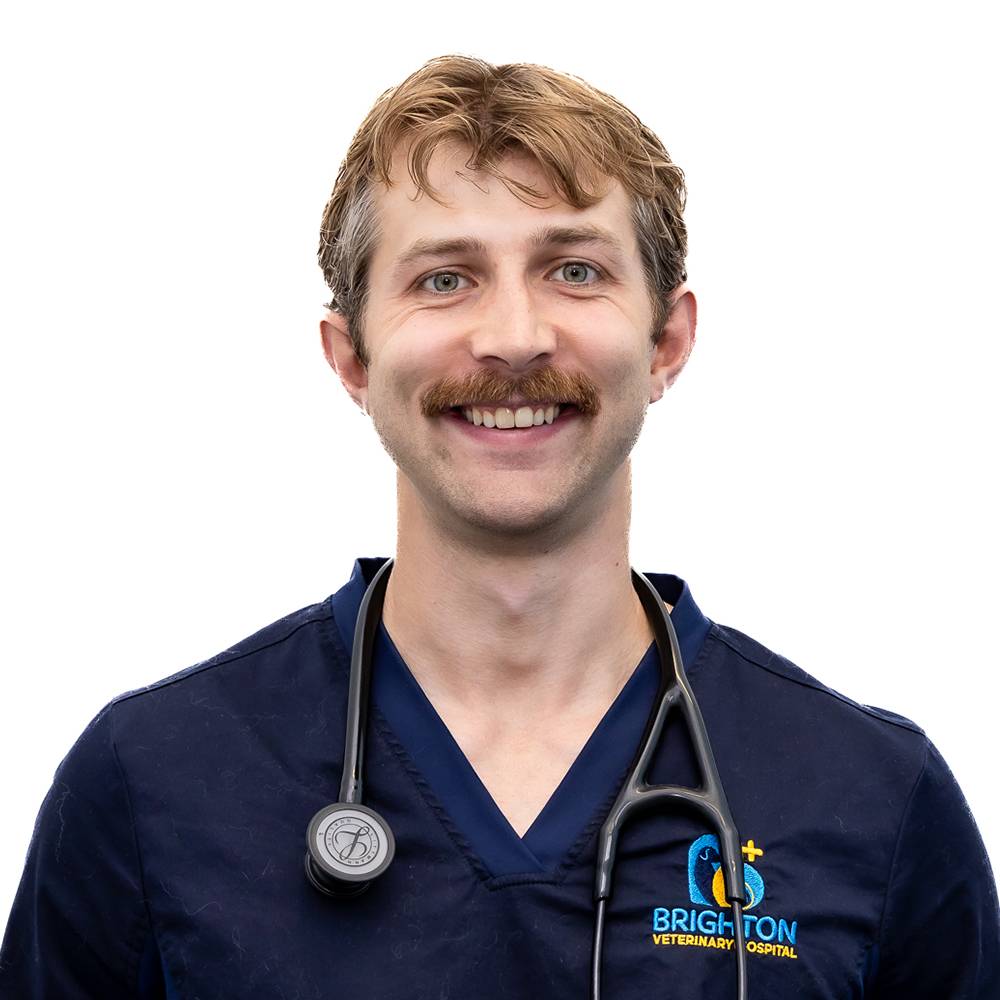 Brighton Veterinary Hospital: Vet surgery | Animal hospital - Brighton, SA