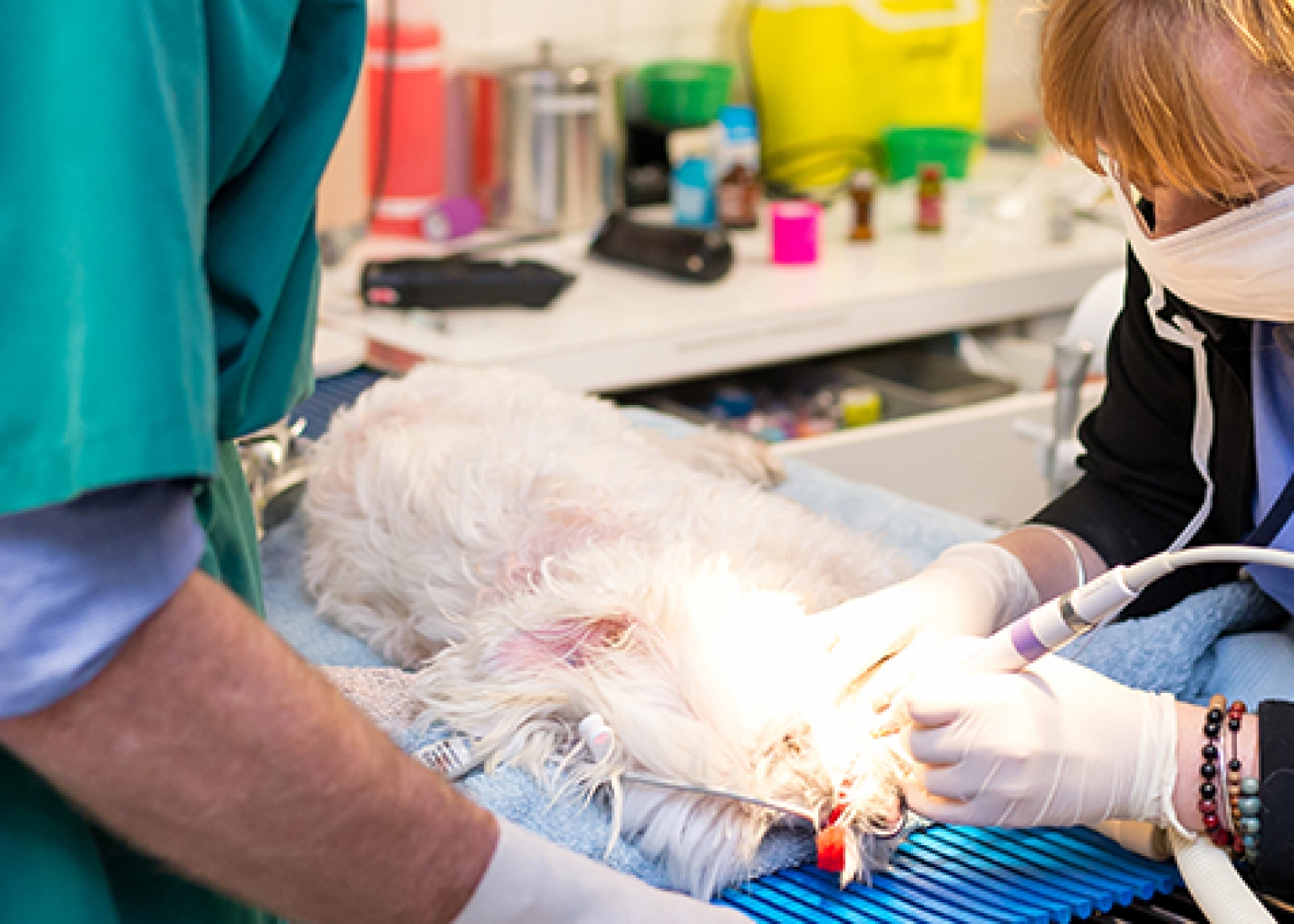 Brighton Veterinary Hospital: Vet surgery | Animal hospital - Brighton, SA